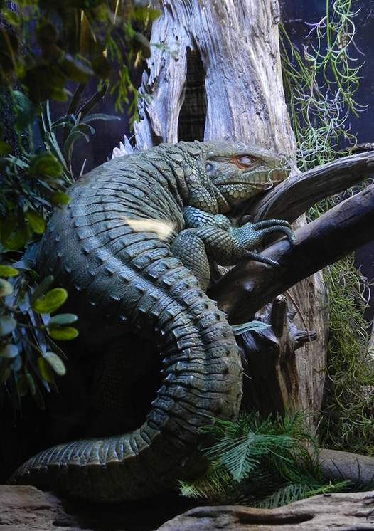 Collection: Leapin' Lizards by techgnotic on DeviantArt