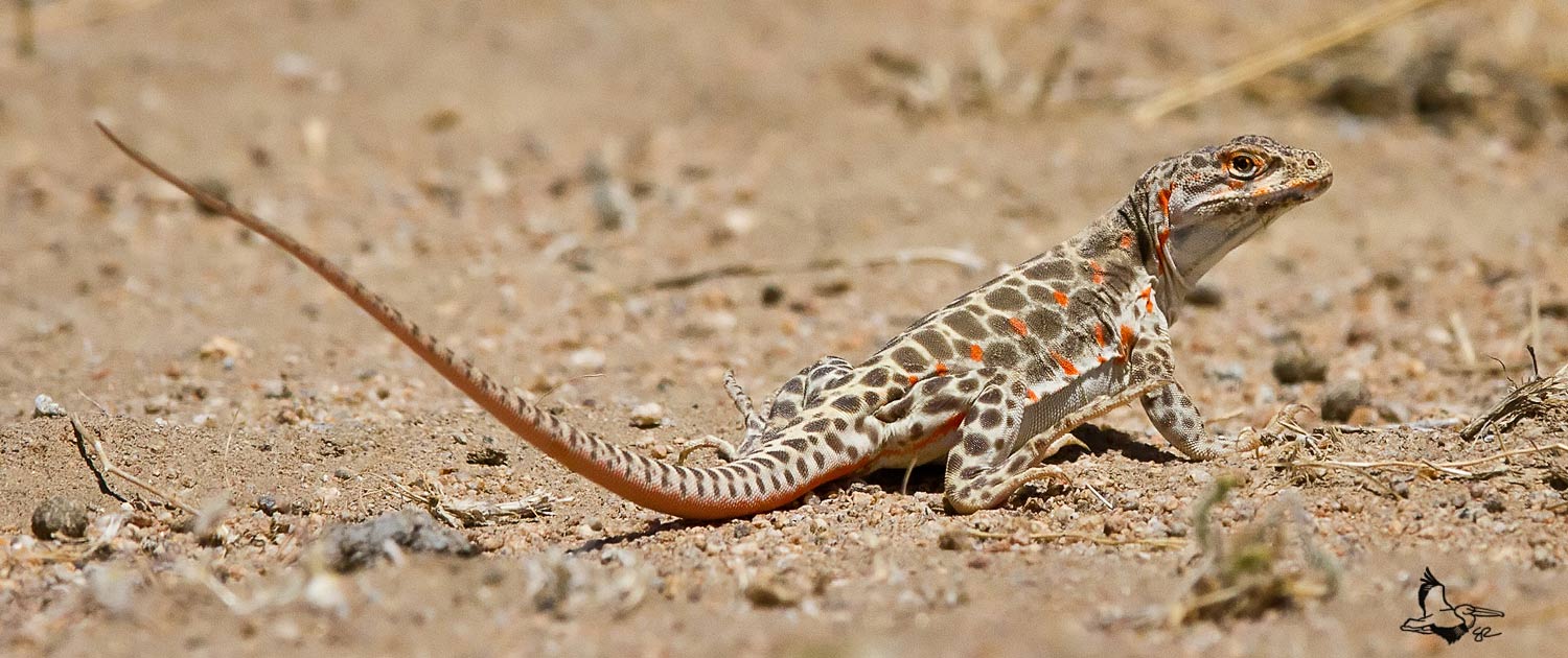 Collection: Leapin' Lizards by techgnotic on DeviantArt