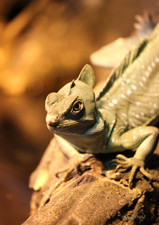 Collection: Leapin' Lizards by techgnotic on DeviantArt